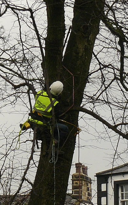 Tree Climbers - Bowland Ecology